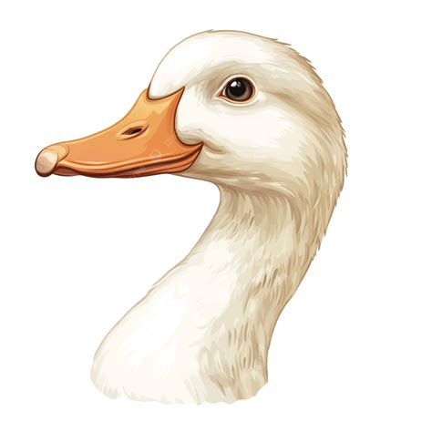 逼真的鴨子頭像 鸭头 農場動物 橙色喙png去背圖片素材免費下載，免摳圖設計圖案下載 Pngtree