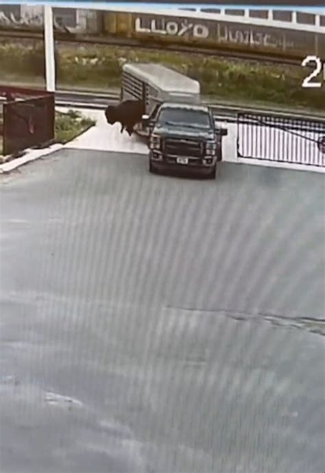 ¡se Le Olvidó Cerrar La Puerta Búfalos Se Escaparon De Remolque Por