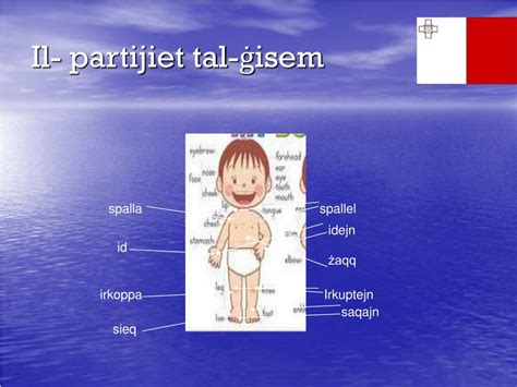 Ppt Vokabolarju Bil Malti Powerpoint Presentation Free Download Id
