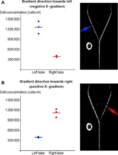 A And B Show The Cell Concentrations At The Exit Tubes Following