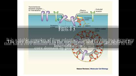 Ap2 Adaptor Complex Top 6 Facts Youtube