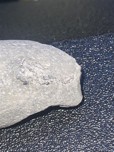 Need Help Identifying This Fossil R Fossils