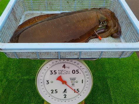 デカイカ、バタバタ～っと！ 釣果情報 エギング船—ティップランのできる久勝丸！三重・紀伊長島の釣り船