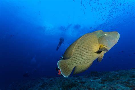 Gogoscuba Wiki