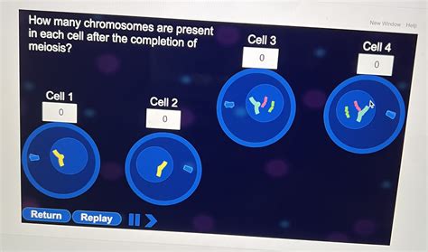 Solved Part 3 How Many Chromosomes Are Present In Each Cell