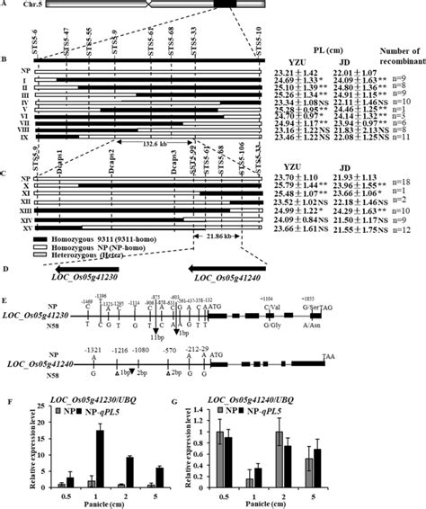 Fine Mapping And Candidate Gene Analysis Of Qpl5 A Physical Location