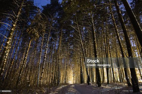 따뜻한 빛이 함께 숲에서 눈에 소나무 겨울 아름 다운 별이 빛나는 밤 풍경입니다 Astrophotography입니다 분명 별이