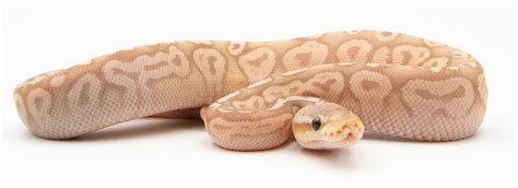 Python Regius Python Royal Boutique Terrario Center