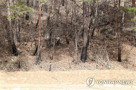 불에 탄 흔적이 남은 나무