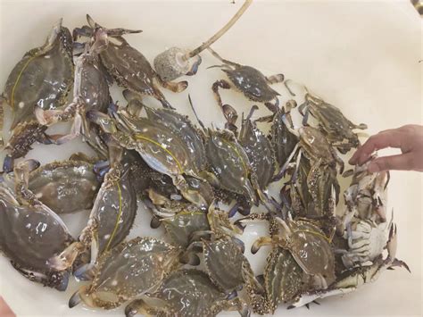 梭子蟹上市 吸引市民尝鲜 青浦报