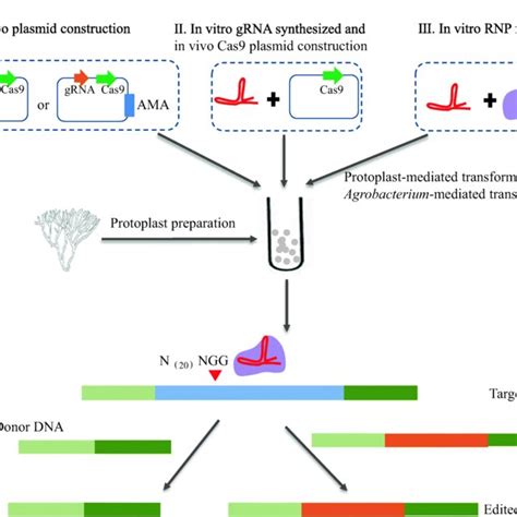 The Principle Of Site Specific Recombination Cre Loxp A The Cassette Download Scientific