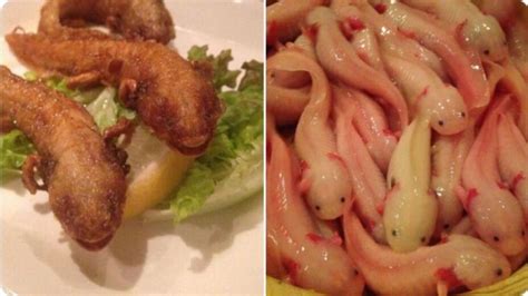 😯restaurante De Fukujima En Japón Ofreció Ajolotes Fritos Especie
