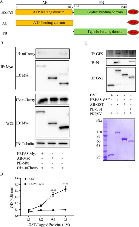 Heat Shock Protein Member 8 Hspa8 Is Involved In Porcine Reproductive And Respiratory Syndrome