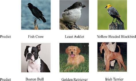 Figure 1 From A Fine Grained Biometric Image Recognition Method Based
