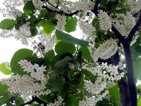 玉铃花 Styrax obassia 科技研花图画书