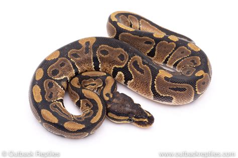 African Import Ball Python D Outback Reptiles