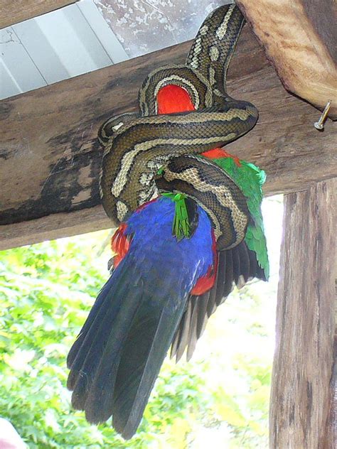 Polly Didnt Want This A Python Eats This Poor Parrot Whole New York Post Polly Didnt Want This A Python Eats This Poor Parrot Whole New York Post