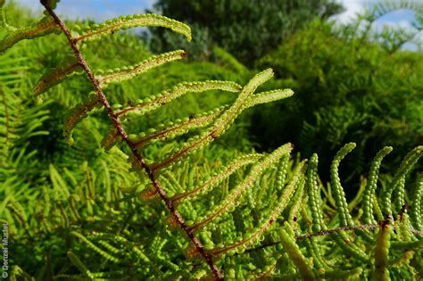 Gleichenia Microphylla
