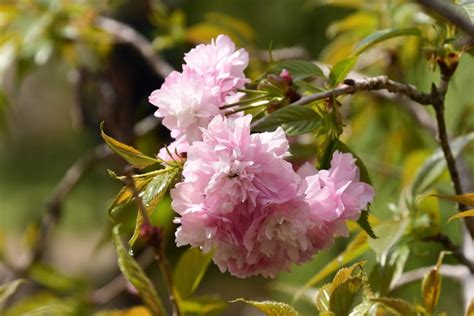 菊枝垂キクシダレ 写真共有サイトフォト蔵