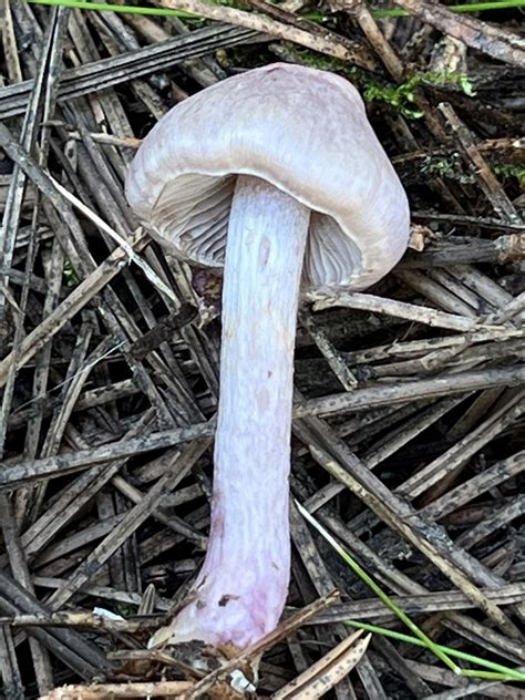 Inocybe Pallidicremea In June 2023 By Joe Matanzas INaturalist
