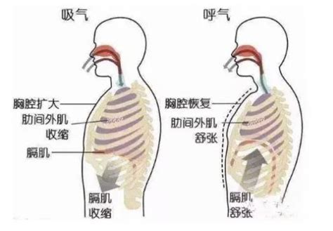 瑜伽練核心常被忽視的膈肌 盆底肌其實很重要 每日頭條