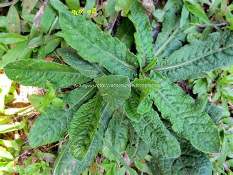 ඇත්අඩි ඇත්අඩි පොළවෙන් සෙ මි සාරභූමිය 𝓢𝓪𝓻𝓪𝓫𝓱𝓾𝓶𝓲𝔂𝓪 Facebook