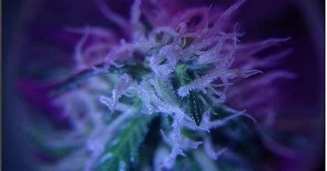 First Pic Using My Phone And New Loupe Magnifier Imgur