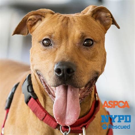Adoptable Dogs Nyc Adoption Center Aspca