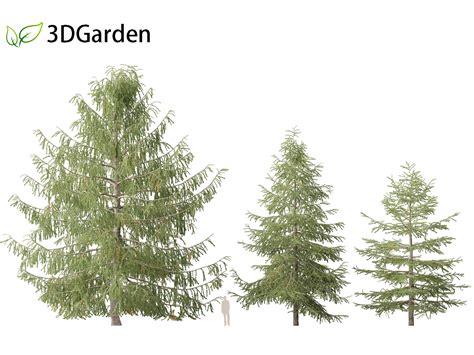 Larix Kaempferi Japanese Larch D Model DGardenPlants