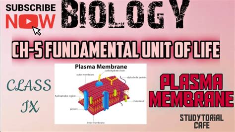 PLASMA MEMBRANE CHAPTER CLASS YouTube