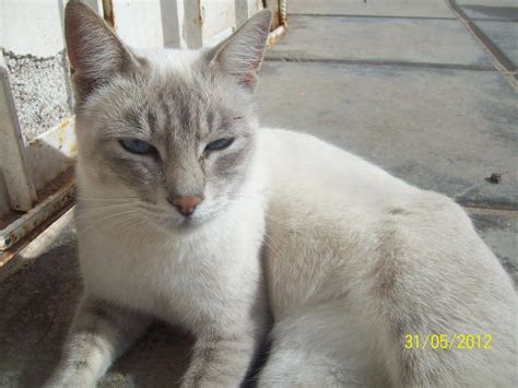 ATRAPASUEÑOS CATTERY GATOS SIAMESES SELENA FAWN TABBY POINT UNA