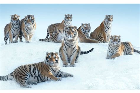 Ive Been Chasing This Leopard Hour And A Half The History Of The