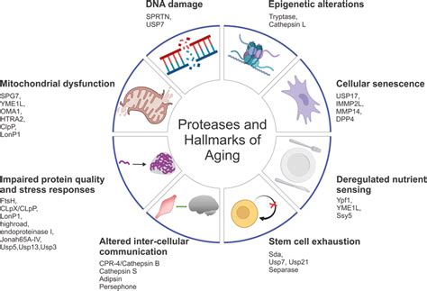 Proteases Impact All Hallmarks Of Aging Altered Protease Activity Can