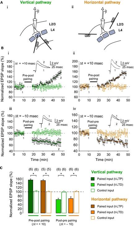 Spike Timing Dependent Plasticity At Vertical And Horizontal Inputs On