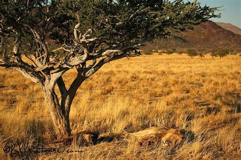African Safari Tips And Things To Know Before Going On Safari In Africa