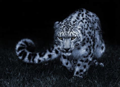 Snow Leopard Wallpapers Wallpaper Cave