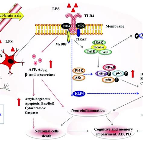 Pdf Gutbrain Axis Role Of Gut Microbiota On Neurological Disorders And How Probiotics