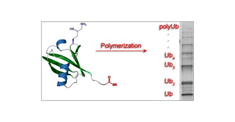 Polymerization Behavior Of A Bifunctional Ubiquitin Monomer As A
