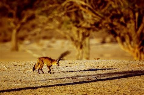 Premium Photo Portrait Of Fox Walking On Field