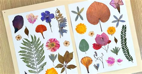 Kotiledon Apa Itu Bagaimana Mengidentifikasinya Dan Bagaimana Merawat Bibitnya