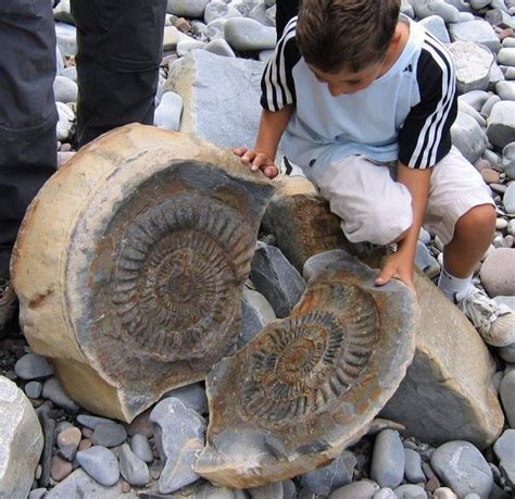 Fossils Quantoxhead Fossils