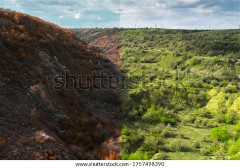 732 Before After Tree Plant Royalty Free Images Stock Photos Pictures Shutterstock