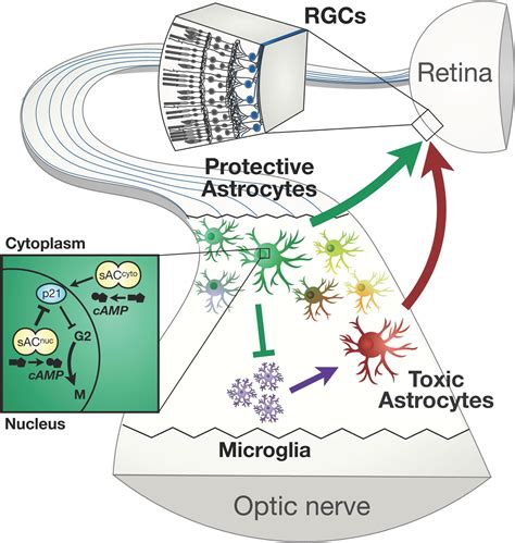 A Molecular Switch For Neuroprotective Astrocyte Reactivity Pmc