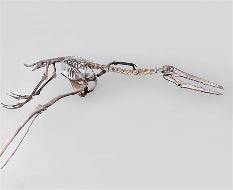 The Charleston Museum News And Events Pelagornis The Largest