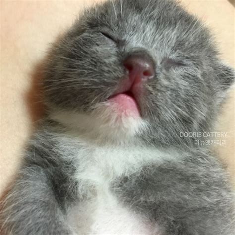 미뉴엣나폴레옹고양이먼치킨고양이 단풍이 특집 네이버 블로그