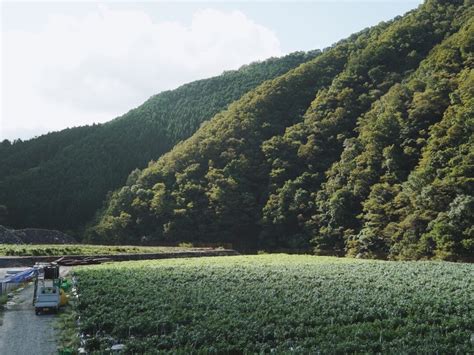 【子供も喜んで食べる🫑】 朝採れ発送！ 兵庫県香美町産「たじまのピーマン1kg」：兵庫県産の京ひかり｜食べチョク｜産地直送産直お取り寄せ