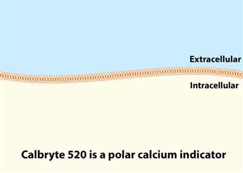 百萤推荐：aat钙离子荧光探针calbryte系列产品 西安百萤生物科技有限公司