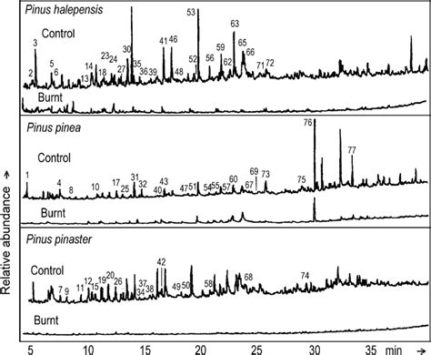 Pyrograms Py Gc Ms Of Soil Samples From Different Pine Forests