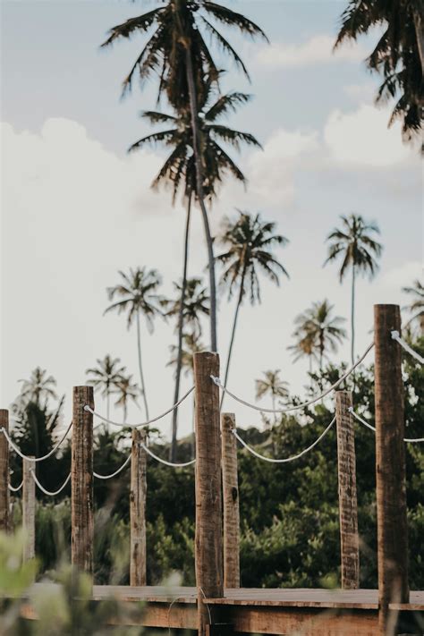배경에 밧줄과 야자수가 있는 나무 부두 사진 Unsplash의 무료 회색 이미지
