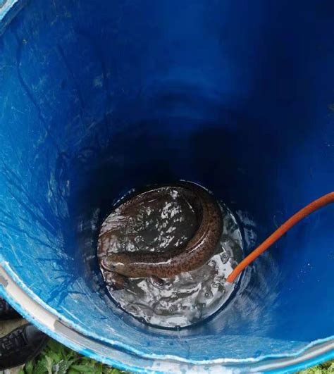 用户照片 喵潜AI鱼类辨识 FISH ID 你的在线鱼书